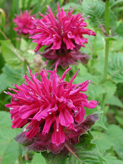 Pet-Friendly Plants For Your Calgary Garden - Superyards
